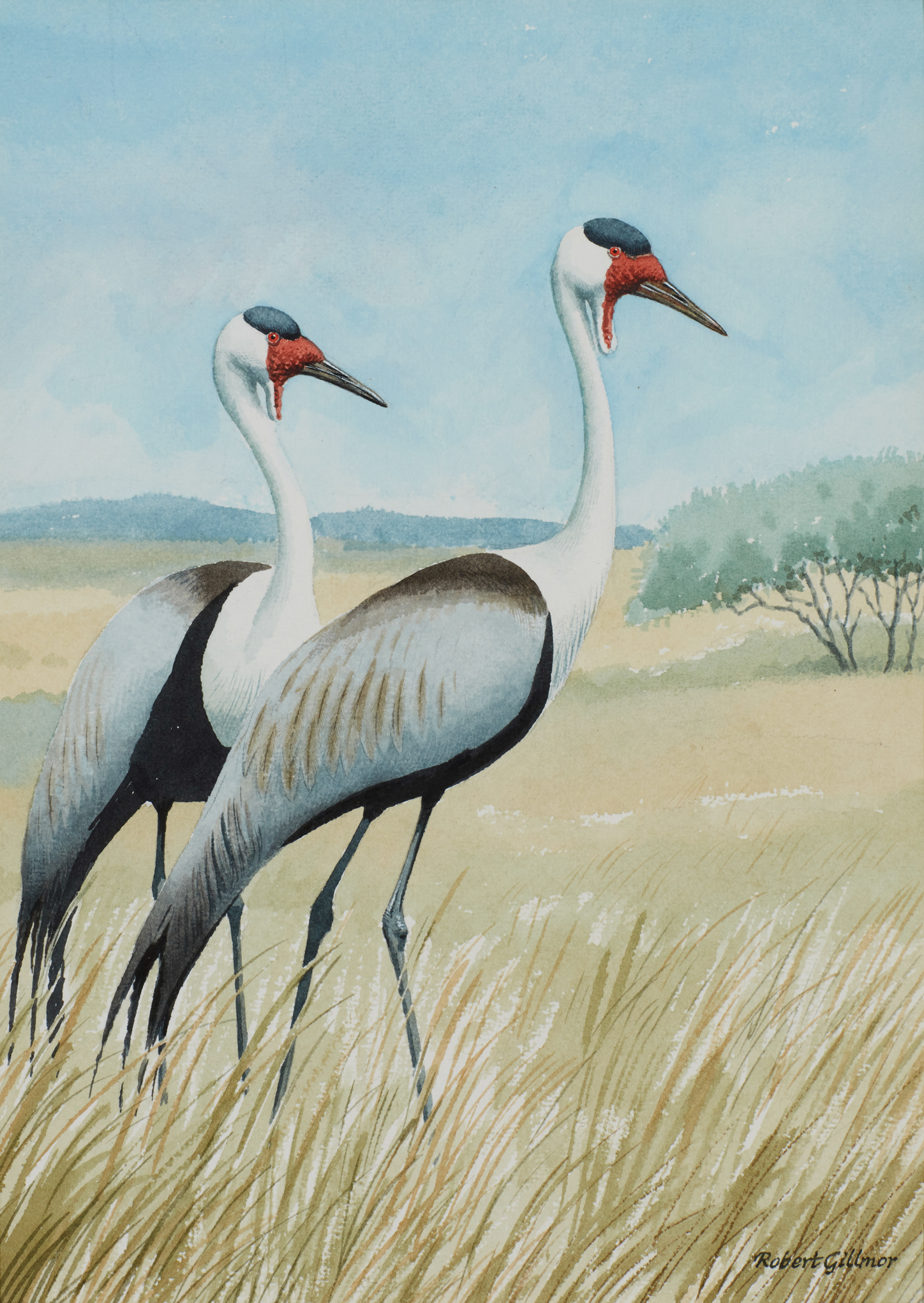 Wattled cranes - Rupert Museum