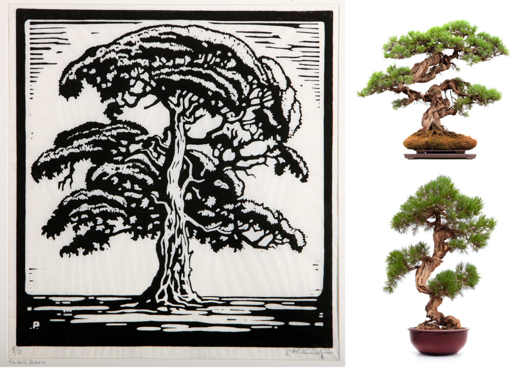 Museum Saturday Boland Bonsai Kai Exhibition - Rupert Museum